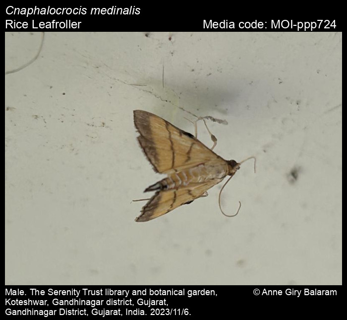 Cnaphalocrocis medinalis (Guenée, 1854) - Rice Leafroller | Moths